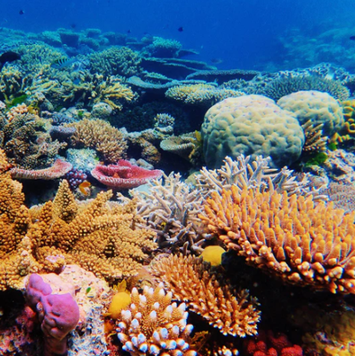 2026 Our Australia Reefs Calendar - isubscribe.com.au