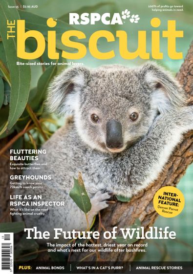 The Biscuit - 12 Month Subscription | 6000000040060 | Booktopia
